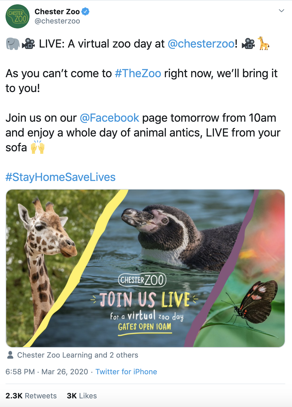 2020’s Creative Campaigns #9 – Chester Zoo Goes Virtual – Jessica ...
